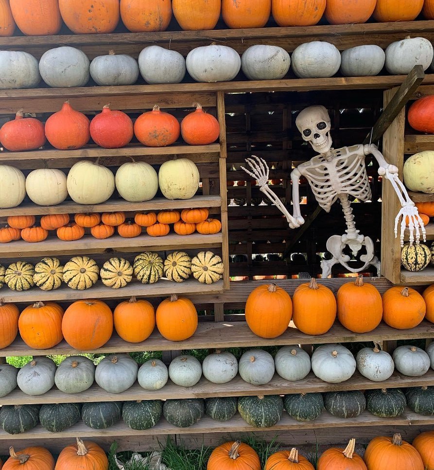 Sunnyfields Farm - Farm Shop & Pumpkin Time Event