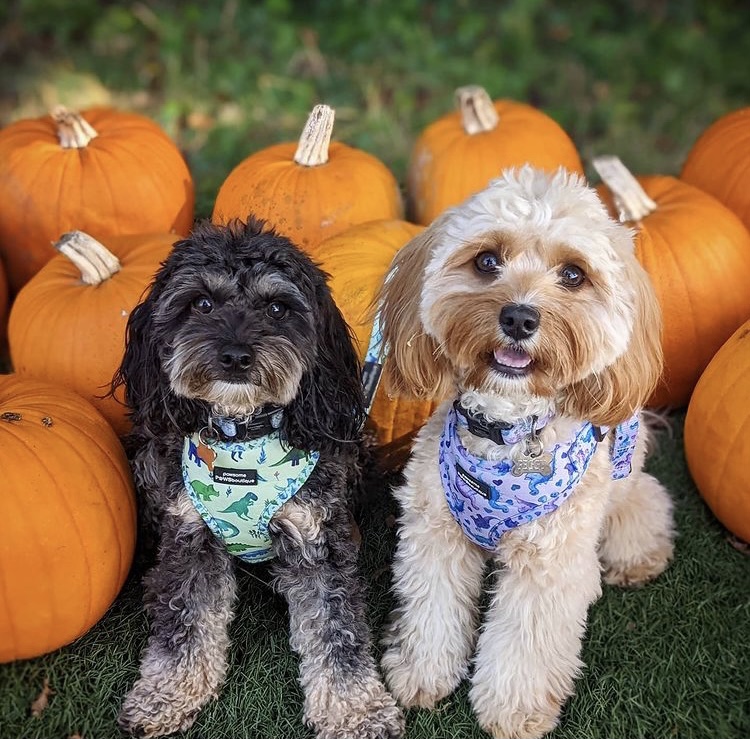 Sunnyfields Farm - Farm Shop & Pumpkin Time Event